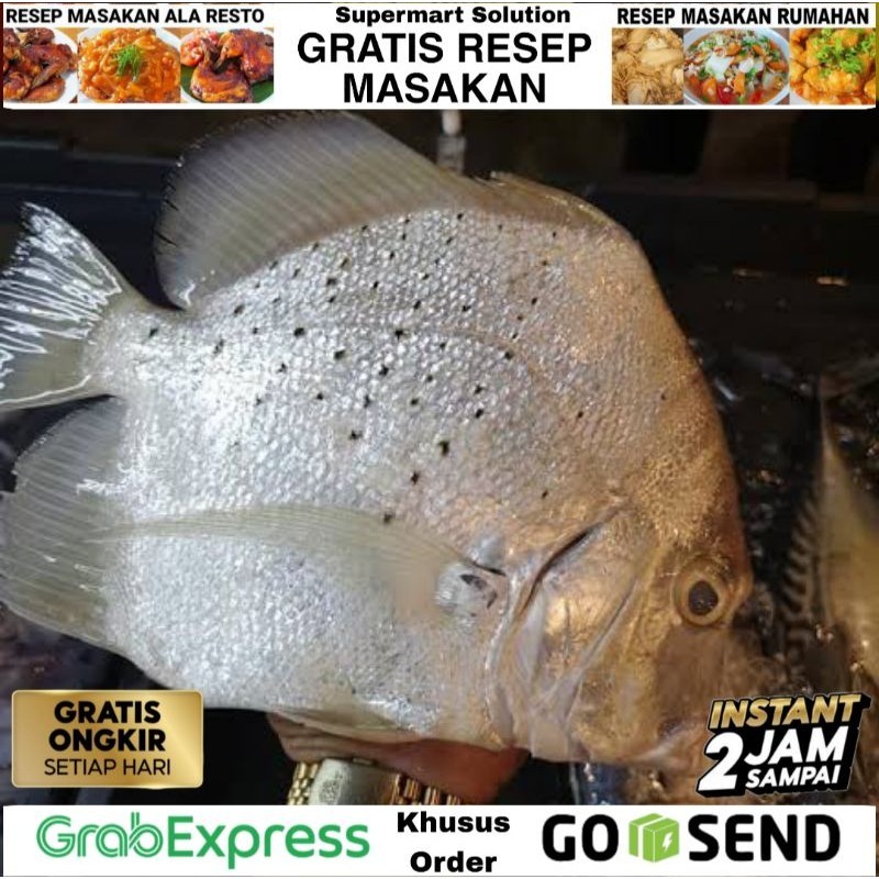 Jual Ikan Daun Baru / Ikan Kipas Segar | Shopee Indonesia