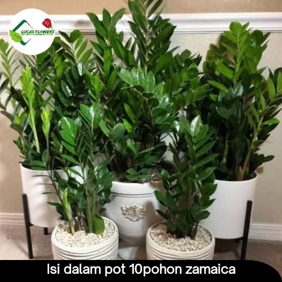 Jual tanaman hias zamia dollar 10batang+pot putih | Shopee Indonesia