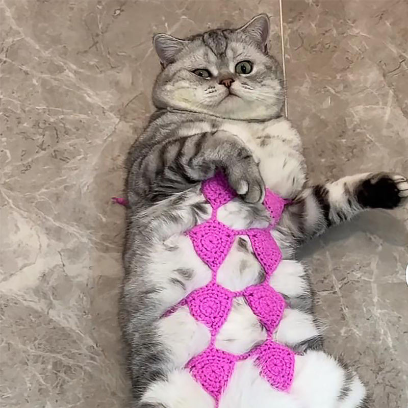 Jual Cat Bikini Pet Funny Underwear Dog Bra Photo Props | Shopee Indonesia