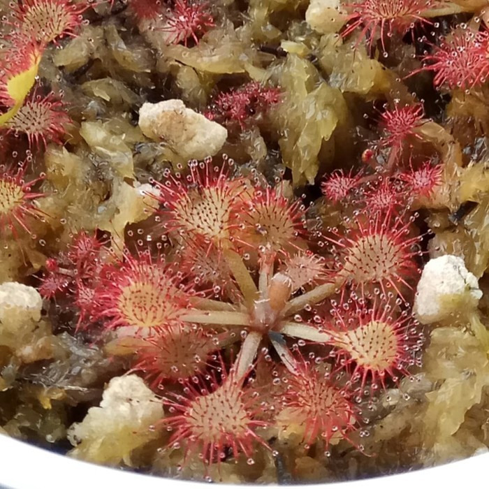 Jual DROSERA CAPILLARIS (PINK SUNDEW) / TANAMAN KARNIVORA SUNDEW ...