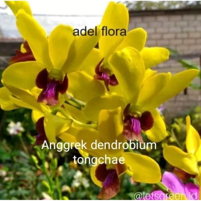 Jual Tanaman hias anggrek dendrobium bunga kuning tongchae | Shopee ...