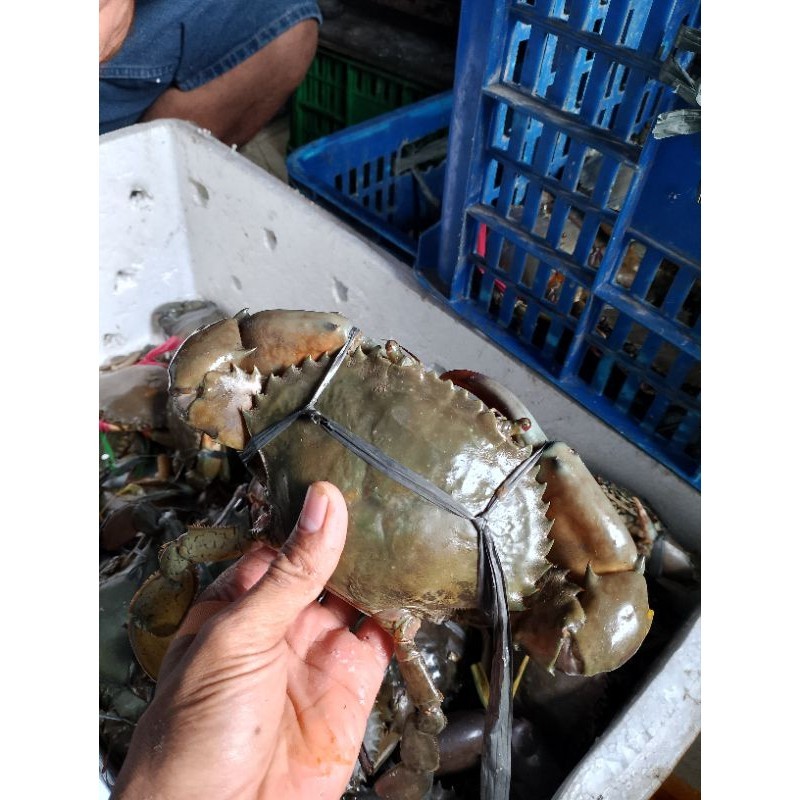 Jual KEPITING | Shopee Indonesia