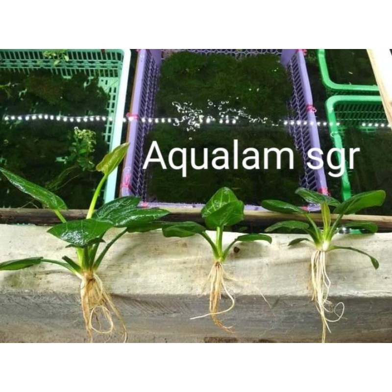 Jual iguazu original daun air tanaman aquarium/aquascape limited ...