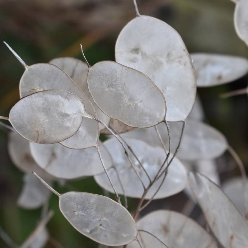 Jual Seed Entrepreneur Bibit Benih Bunga Money Plant - 2 Butir | Shopee ...