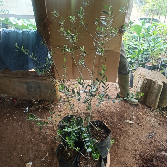 Jual Pohon Zaitun (Olive Tree) | Shopee Indonesia