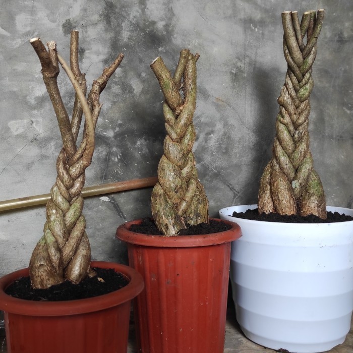 Jual Bonsai Kepang Pachira Aquatica Money Tree Pohon Uang | Shopee ...