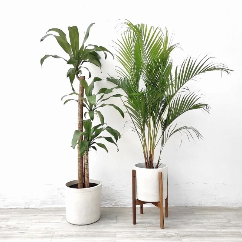 Jual FREE ONGKIR - DRACAENA MASSANGEANA PALM KUNING | Paket Pot Tanaman ...