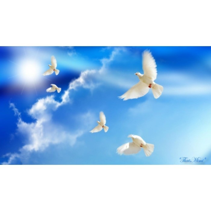 Jual Repro Digital lukisan gambar foto merpati dove doves suci birds ...