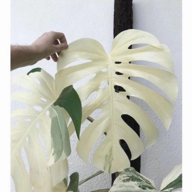 Jual ASLI TANAMAN HIAS MONSTERA ALBINO PUTIH VARIEGATA BONGGOL/RANTING ...