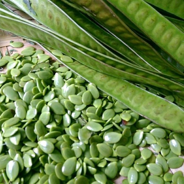 Jual Seed Center - Bibit Benih Lamtoro (100 Seeds) | Shopee Indonesia
