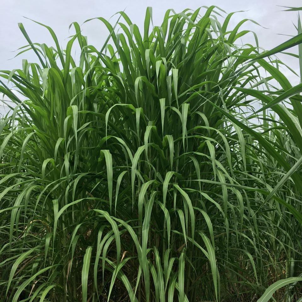 Jual Kedai Benih Bibit Rumput Mombaca Benggala ~ 5 Biji | Shopee Indonesia