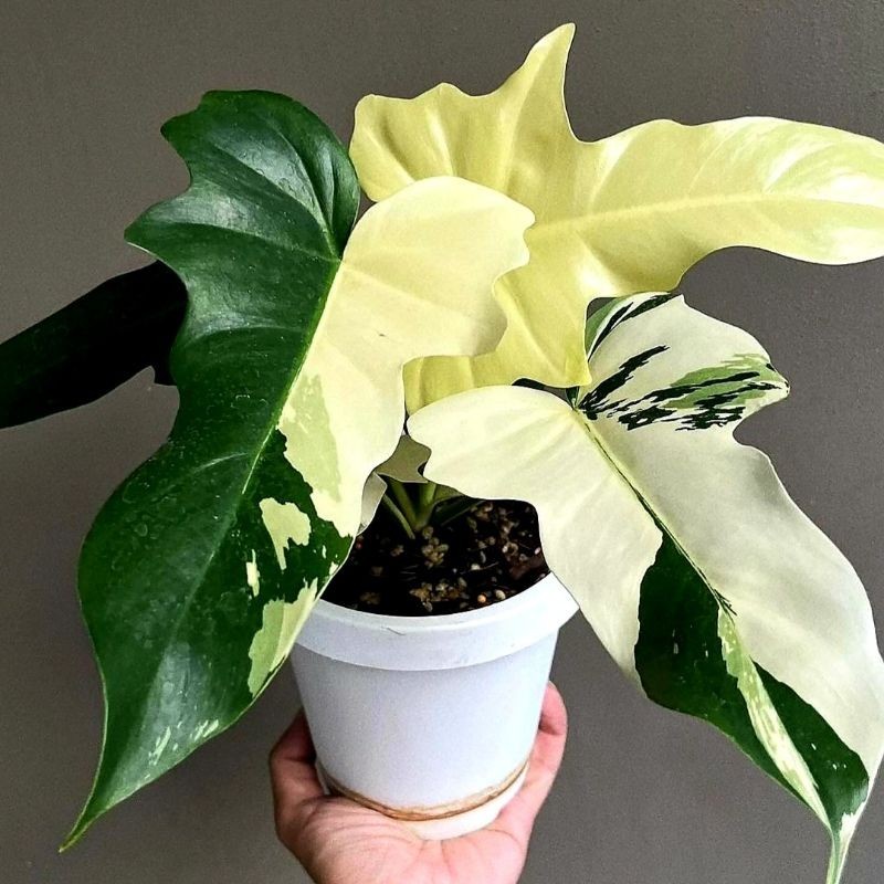 Jual Tanaman Hias Monstera Variegata Golden Dragon Bunga Hias Monstera ...