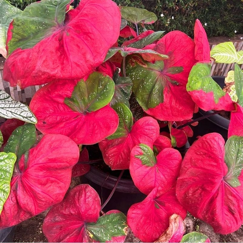 Jual Tanaman Hias Keladi Baret Merah Bunga Hias Keladi Caladium Anakan ...