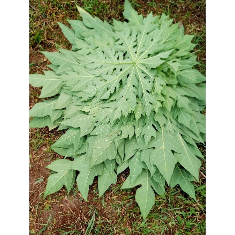 Jual daun pepaya20 lembar fres | Shopee Indonesia
