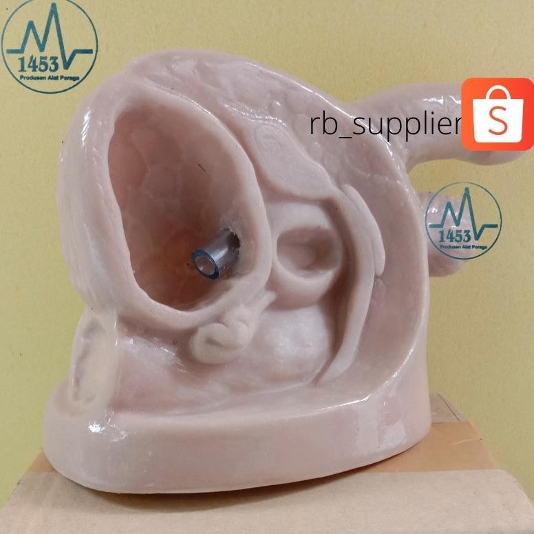 Jual Sedia Manikin Model Kateter Pria|Catheter/Phantom Manekin ...