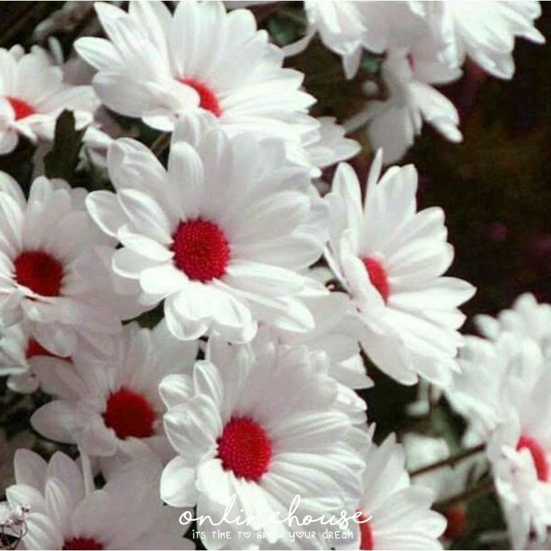 Jual BIJI BENIH BUNGA DAISY LUCU 10 SEED | Shopee Indonesia