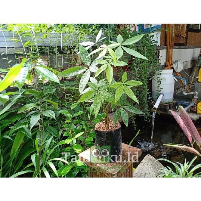 Jual JH85 Tanaman Pohon Uang / Money Tree / Pachira / Pohon ...