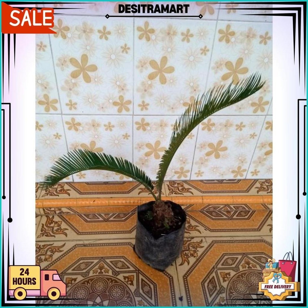 Jual Palem Sikas / Mawar Jambe 2-3 Daun Best Seller | Shopee Indonesia