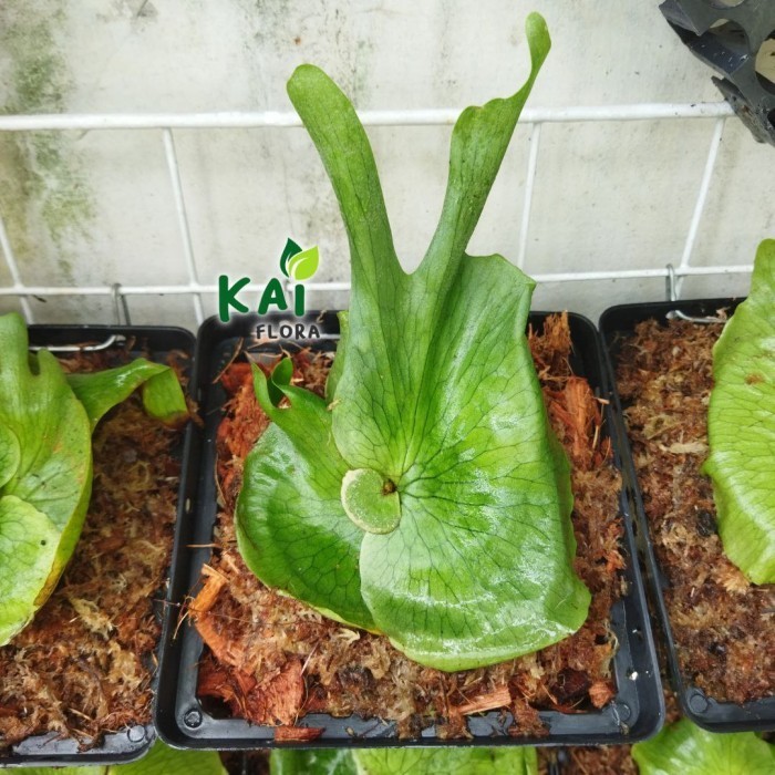 Jual Platycerium Wandae Simbar Papua | Shopee Indonesia
