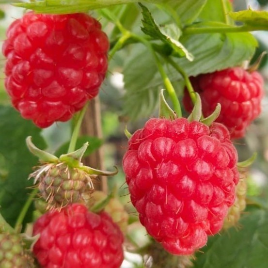 Jual SALE!! KLIP - 5 BIJI BENIH BIBIT RASPBERRY MERAH FRUIT SEEDS ...