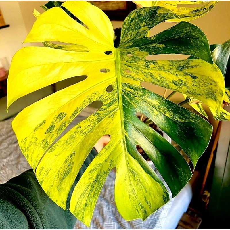 Jual Tanaman Hias Monstera Yellow Variegata Bunga Hias Anakan Monstera ...