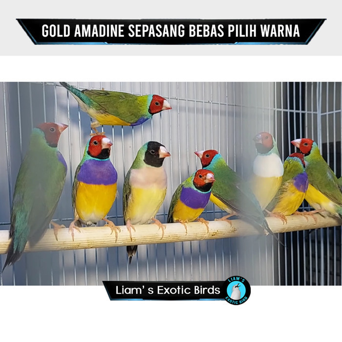 Jual Burung Gold Amadine Finch Sepasang Siap Produksi Bebas Pilih Warna ...