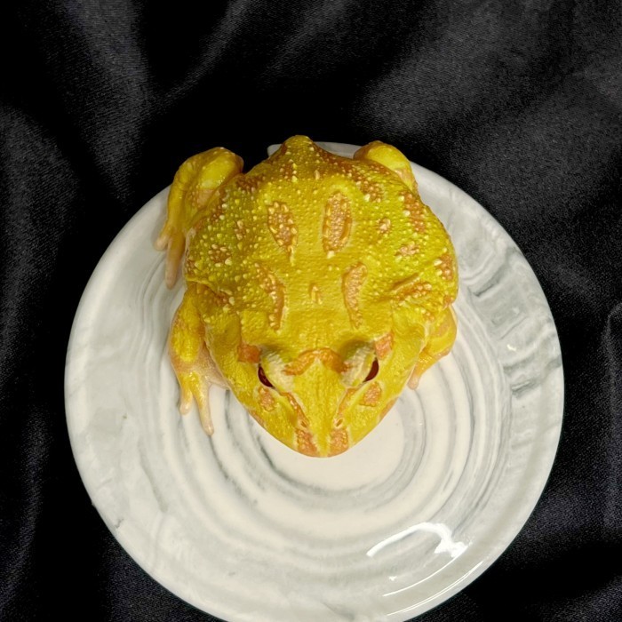 Jual Pacman Frog Kodok Pacman Albino | Shopee Indonesia