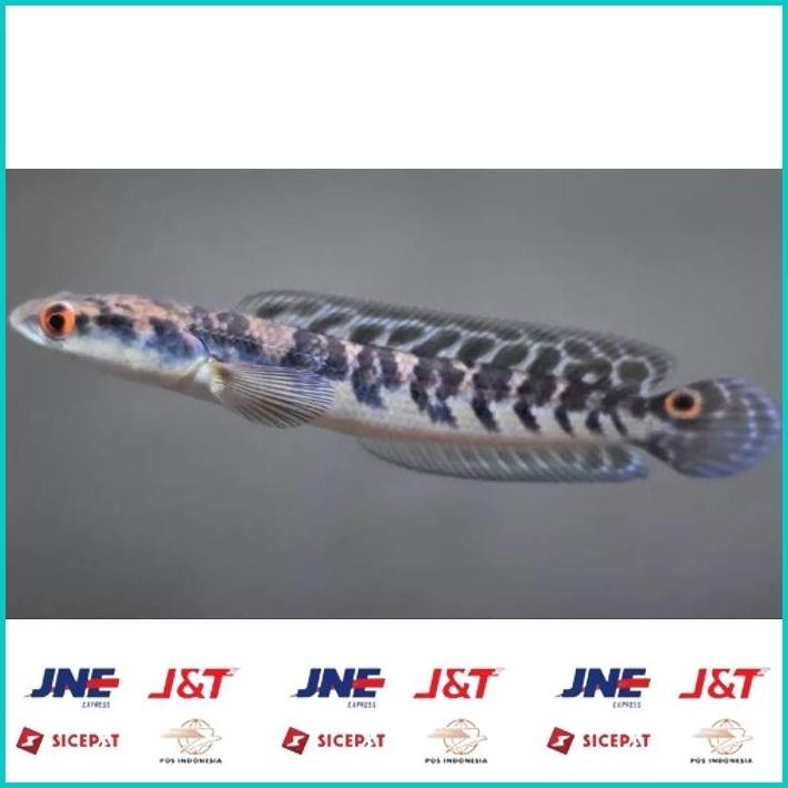 Jual BISMILLAH COD MARU YELLOW SENTARUM SORTIRAN 15CM-23CM CABUNG DAN ...