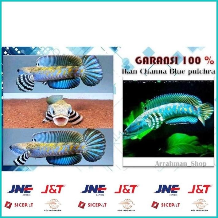 Jual BISMILLAH IKAN CHANNA BLUE PULCHRA - CHANA BLUE PURCHA KEREN WAJIB ...