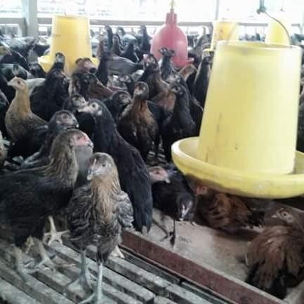 Jual Doc Bibit Ayam Kampung Asli (Aka) Pedaging Super 1 Box Isi 100 ...