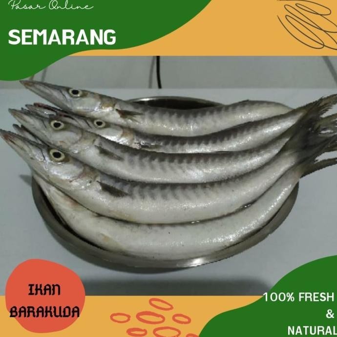 Jual Ikan Barakuda / Ikan Baracuda / Fresh /Segar /Natural /Hasil Laut ...