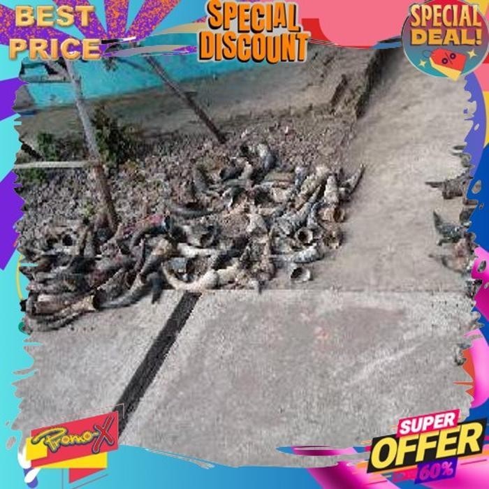 Jual VIRAL TANDUK SAPI MENTAHAN BIJIAN | Shopee Indonesia