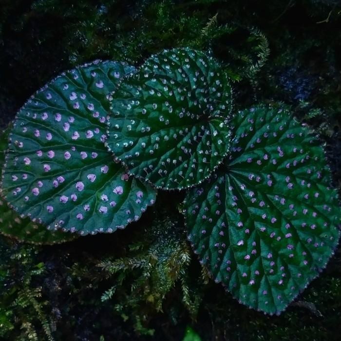 Jual BEGONIA OCELLATA TANAMAN VIVARIUM TERRARIUM DARTFROG | Shopee ...