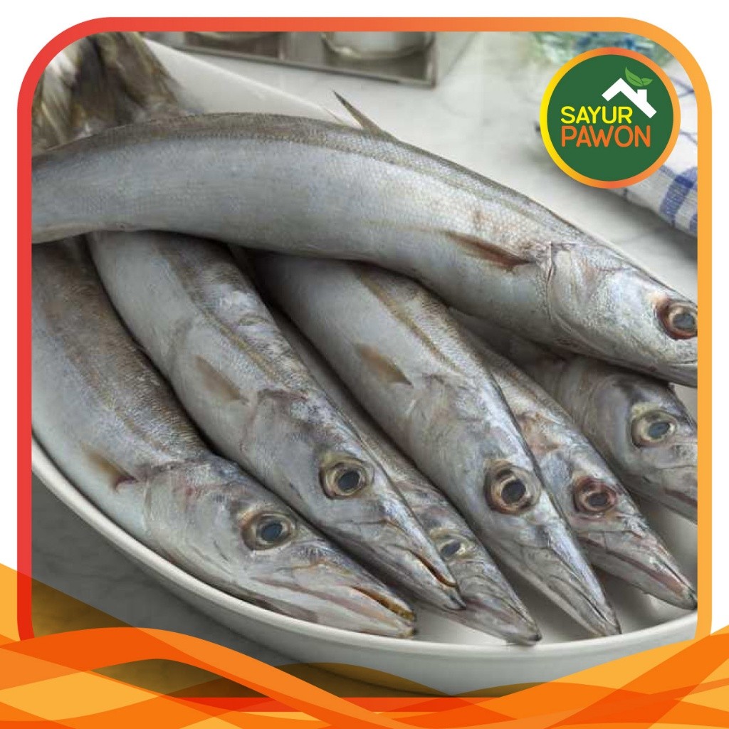 Jual Ikan Barakuda / cucut 500 gram ( ikam segar jogja ) | Shopee Indonesia