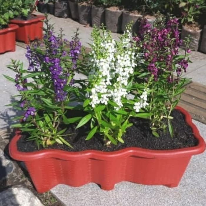 Jual Tanaman Bunga Lavender Angelonia - Bunga Hias Angelonia Berbunga ...