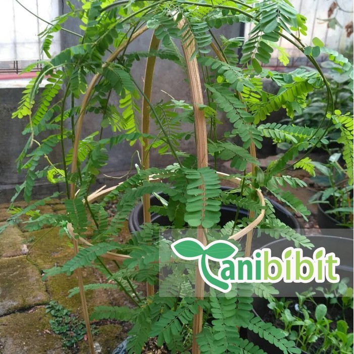 Jual PAKET 4 PCS BIBIT POHON DAUN SAGA - SAGA RAMBAT | Shopee Indonesia