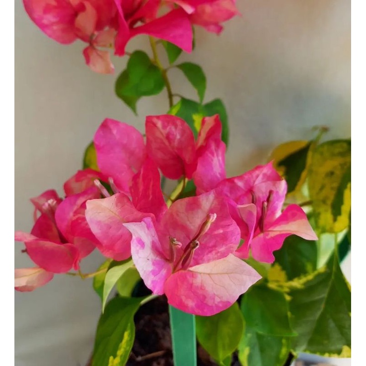 Jual Tanaman Hias Outdoor Cantik Bunga Bougenville / Bugenville / Bunga ...
