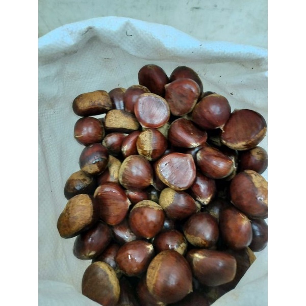 Jual chestnut mentah 1kg (import) | Shopee Indonesia