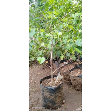 Jual Waru wayang batik cangkok 40-60cm | Shopee Indonesia