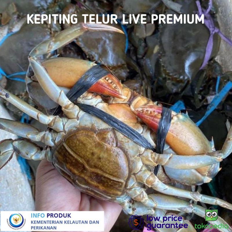Jual Kepiting Telur Hidup Ukuran Besar 1kg (isi 2-3Ekor) | Shopee Indonesia