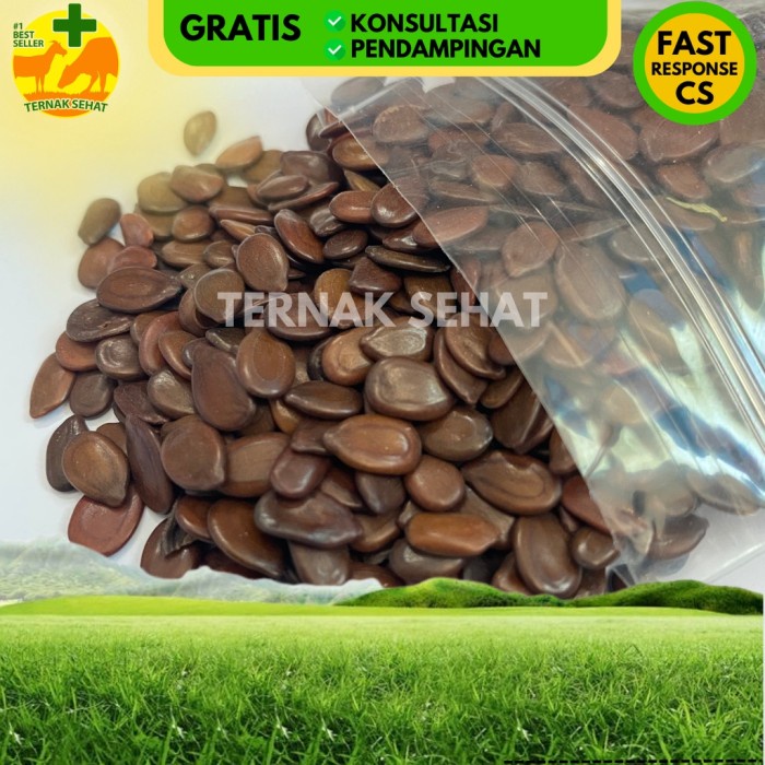 Jual BENIH LAMTORO TARAMBA 1KG - Bibit Hijauan Pakan Ternak Sumber ...
