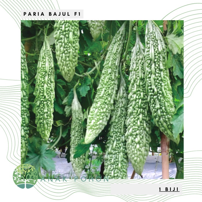 Jual Benih Bibit Biji - Pare Bajul F1 Paria Buaya Bergerigi Rasa Pahit ...