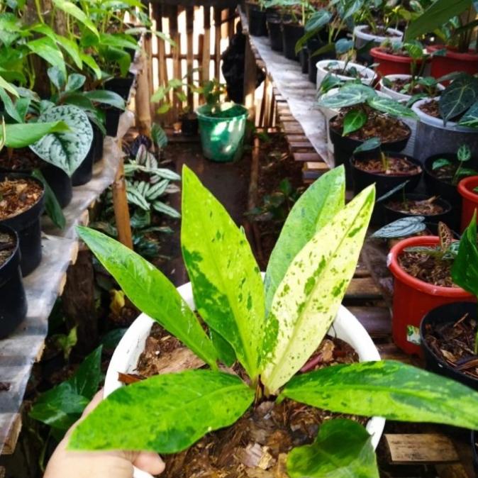 Jual Tanaman Hias Anthurium Hookery Variegata - Tanaman Variegata ...