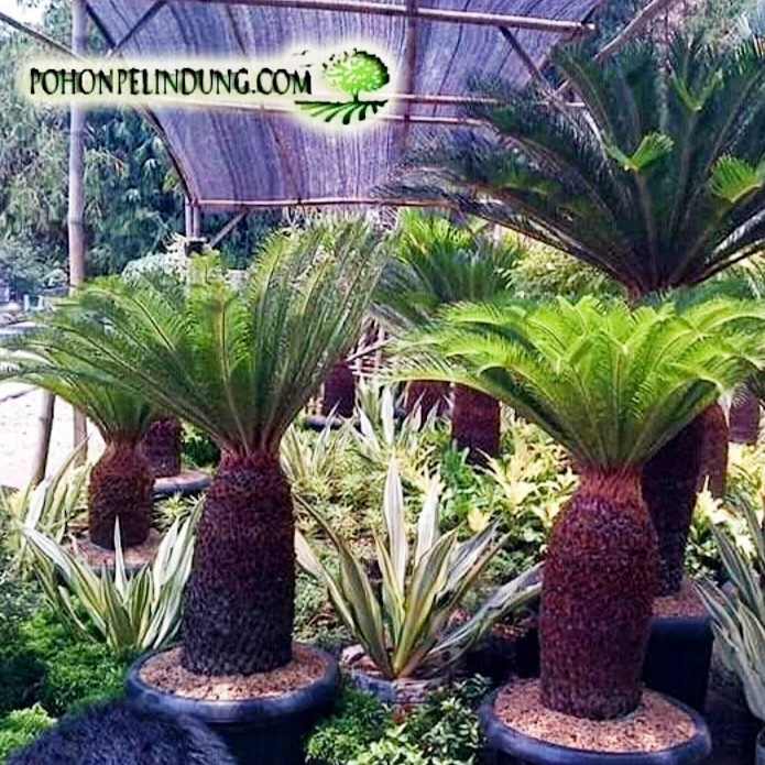 Jual BIBIT TANAMAN PALEM SIKAS POHON PALEM BONSAI | Shopee Indonesia