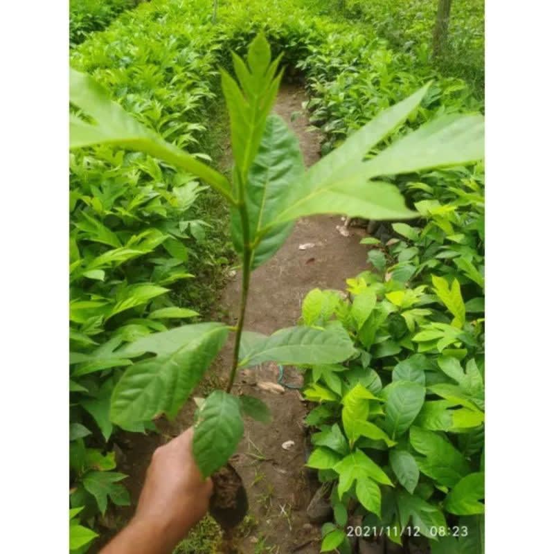 Jual SUKUN // tanaman buah sukun | Shopee Indonesia
