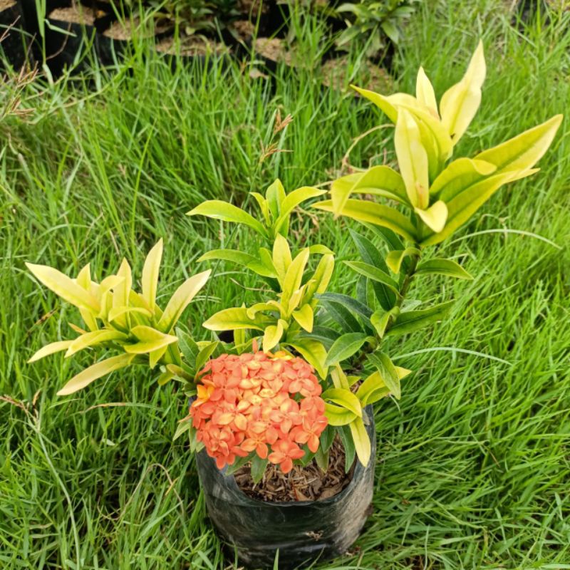 Jual Bunga asoka orange/asoka murah | Shopee Indonesia