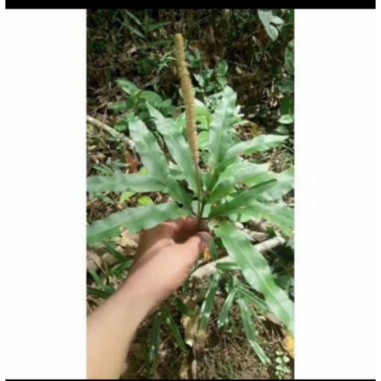 Jual Tanaman Hias Dan Herbal Tunjuk Langit | Shopee Indonesia