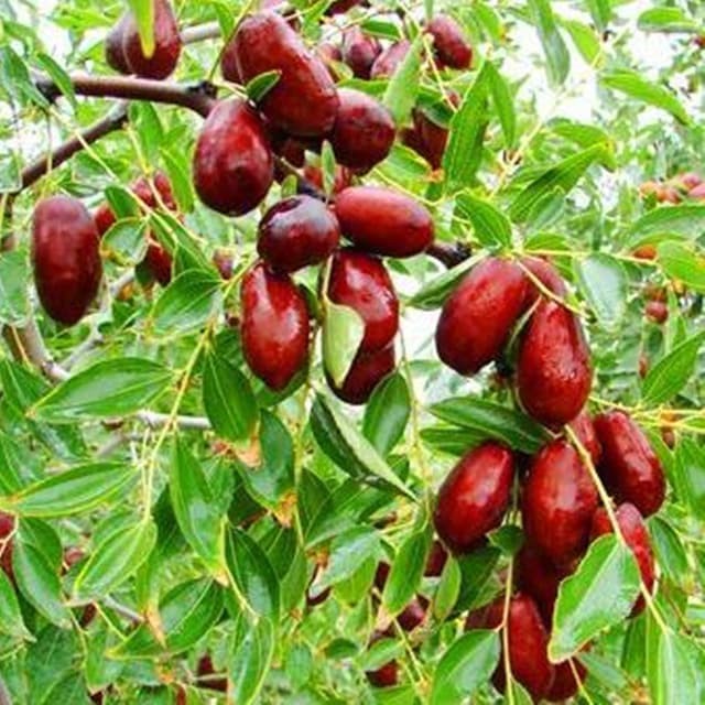 Jual Bibit Benih Buah Kurma Merah (1 Butir) | Shopee Indonesia