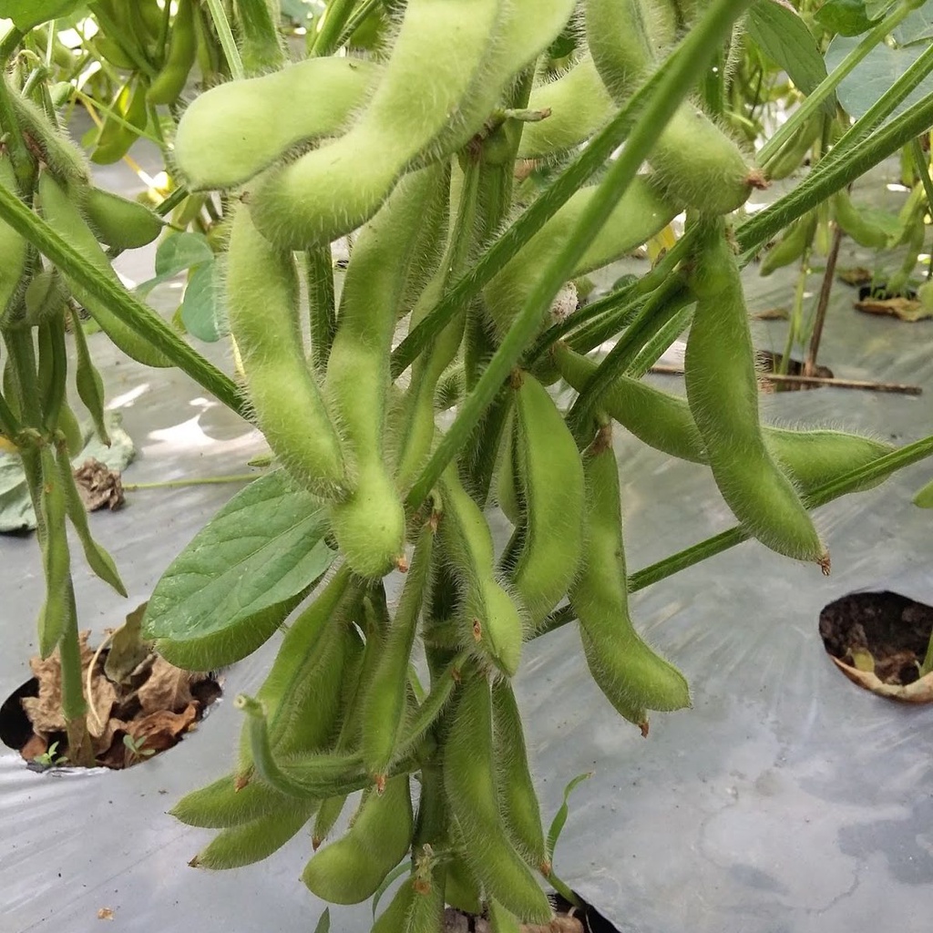 Jual Bibit Benih Edamame Kedelai Jepang (5 Gram) | Shopee Indonesia