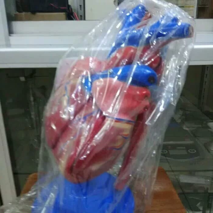 Jual TORSO JANTUNG model jantung alat peraga biologi torso jantung ... Jual TORSO JANTUNG model jantung alat peraga biologi torso jantung ...